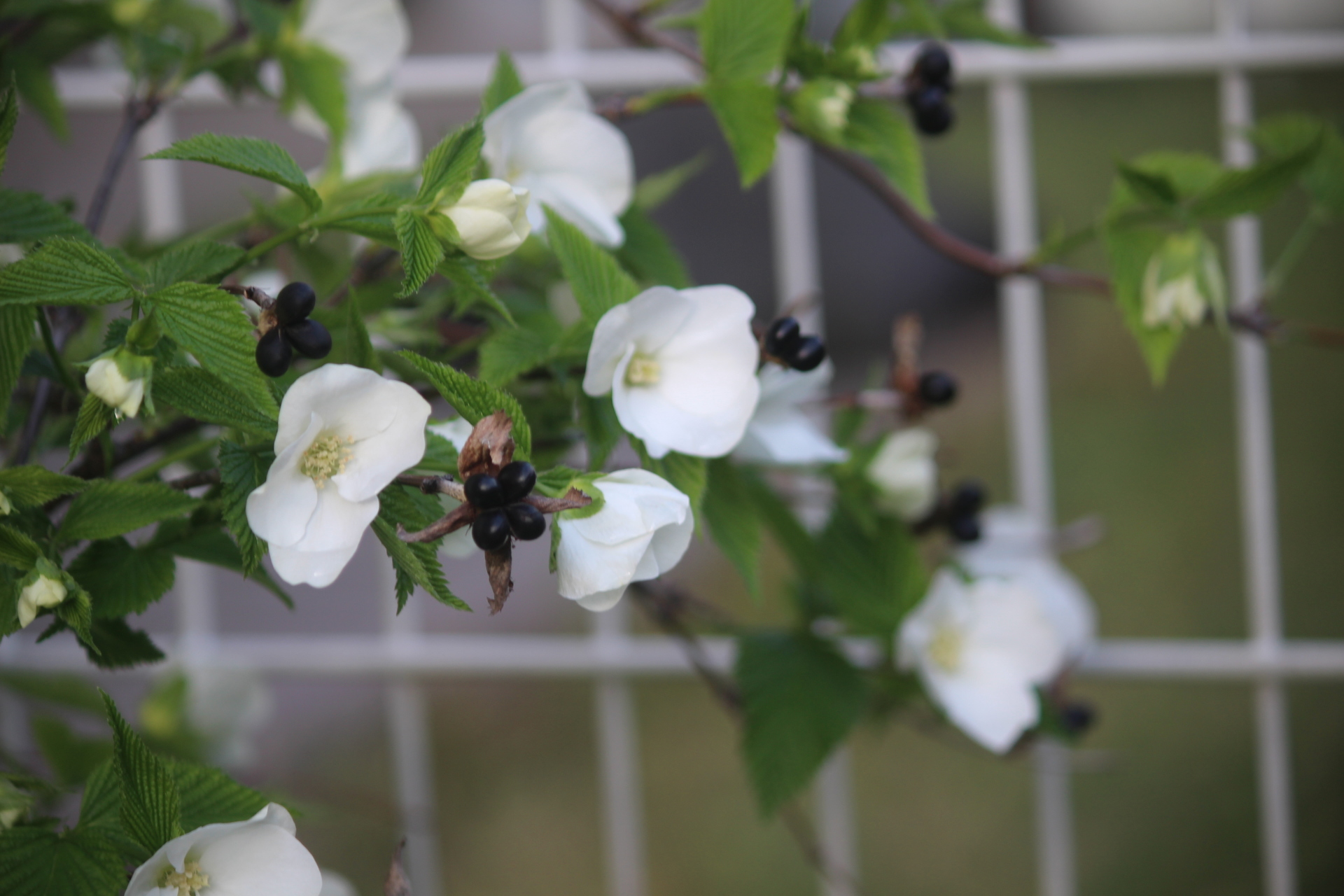 丸いパン: 晴れ後曇り