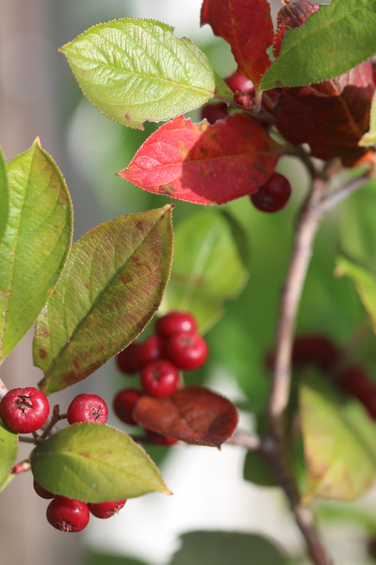 暖かい: 晴れ後曇り