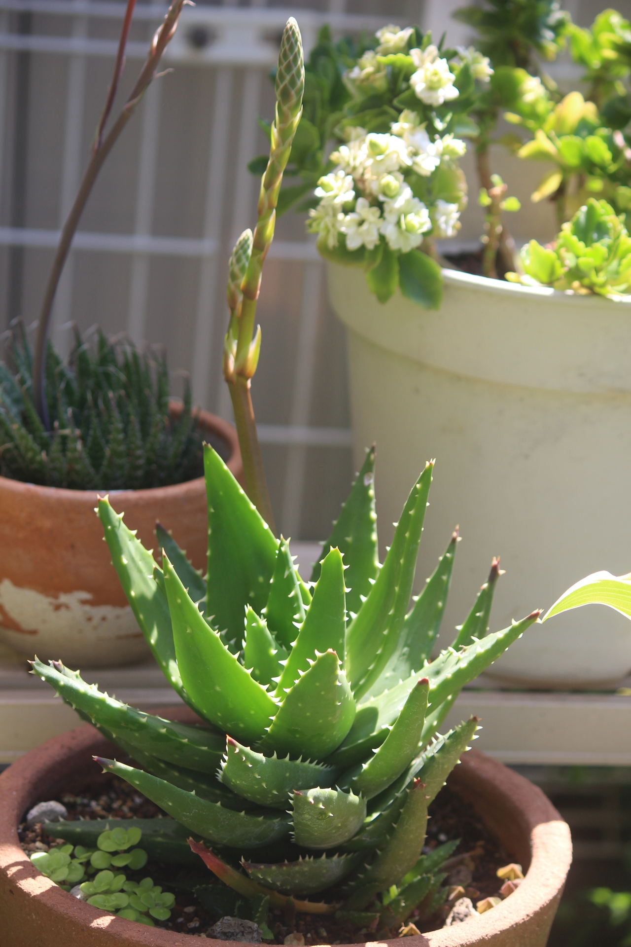 知らない子: 晴れ後曇り